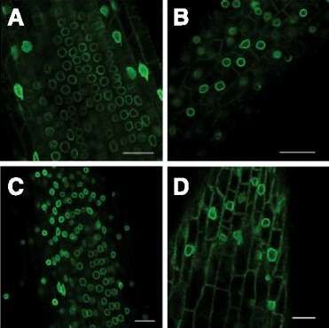 M. Charpentier - Regulation of nuclear calcium signalling in plants ...