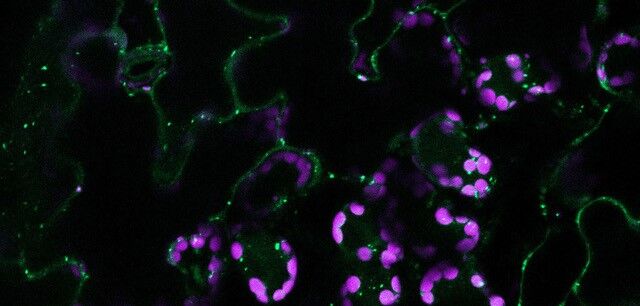 S. Üstün - Pro- and anti-bacterial roles of autophagy in plant-bacteria ...