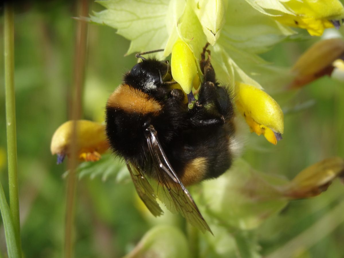 Journée thématique "Pollinisation : plantes, insectes, (agro ...